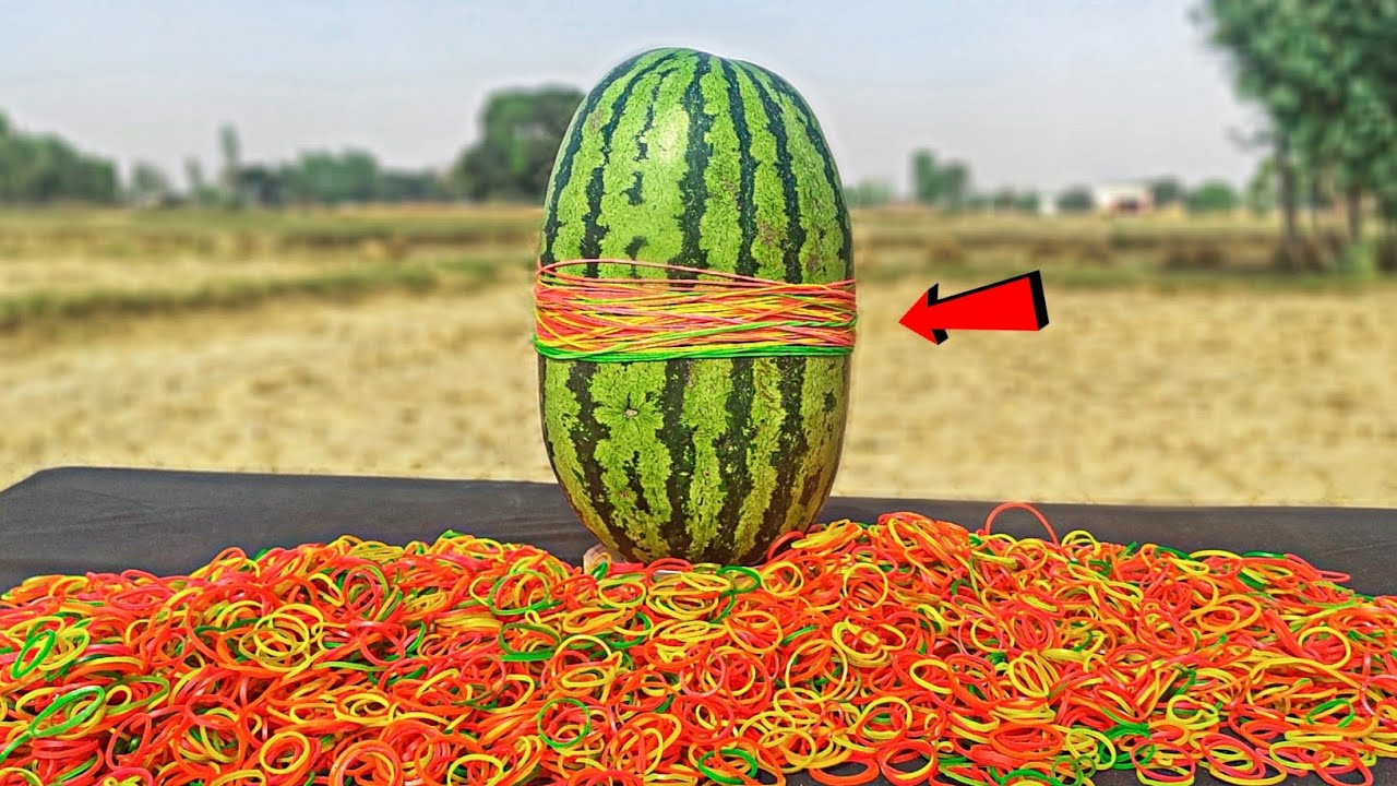 Watermelon VS Rubber Band Experiment || क्या तरबूज फटेगा 🤔 - YouTube