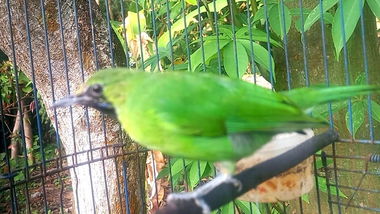 Cucak mini ijo - YouTube