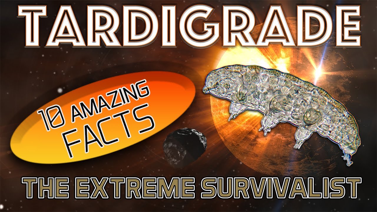 10 Facts about TARDIGRADES that will blow your mind! - YouTube