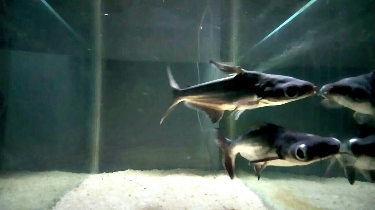 Cleaning my black shark tank-simple setup - YouTube