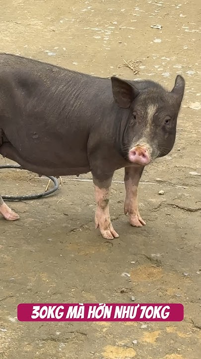 30kg mà hớn như 70kg - YouTube