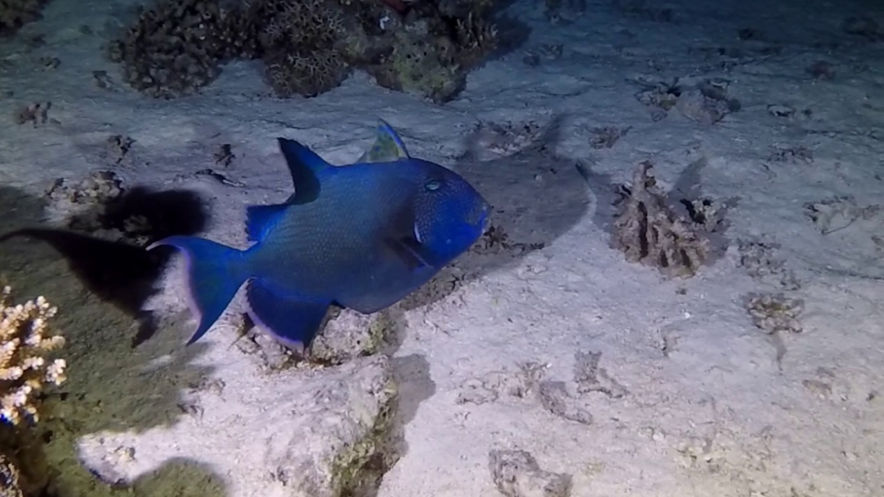 Egypt 2017 - Hurghada sea life - YouTube