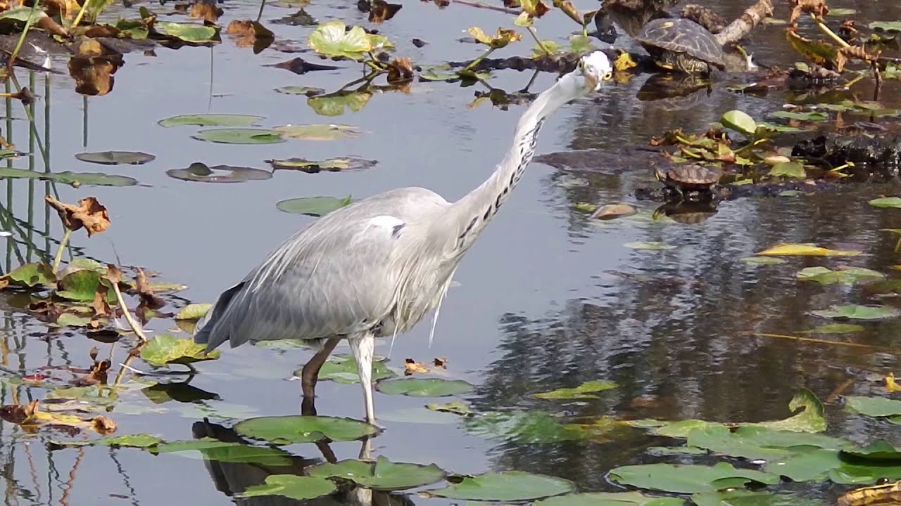 Moving Slow Gray Heron 微動アオサギ - YouTube