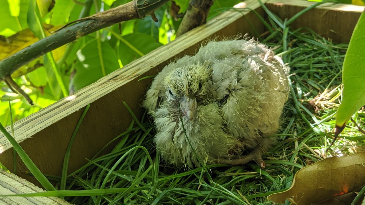 Baby pigeon rescue - YouTube