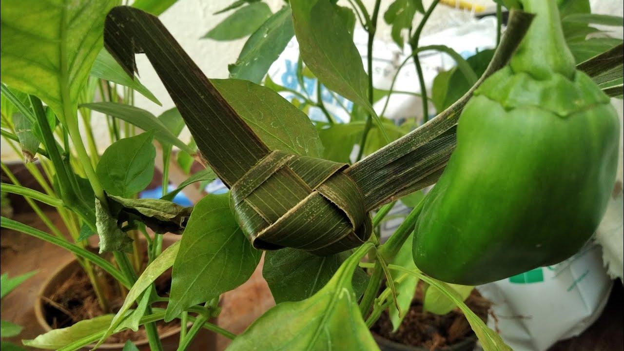 How To Make Bird From Coconut Leaf Palm Leaf Best Out Of Waste How To Make Bird From Coconut Leaf Palm Leaf Best Out Of Waste