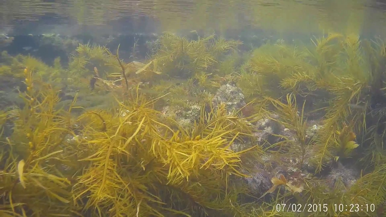 Beautiful Australian Intertidal Rock Pools - YouTube