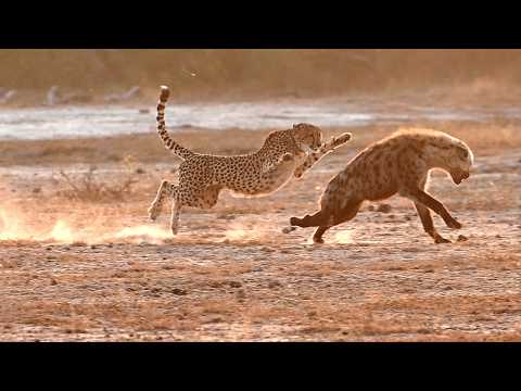 Lighting Fast Cheetah Mom Slaps Hyena Away From Her Cubs