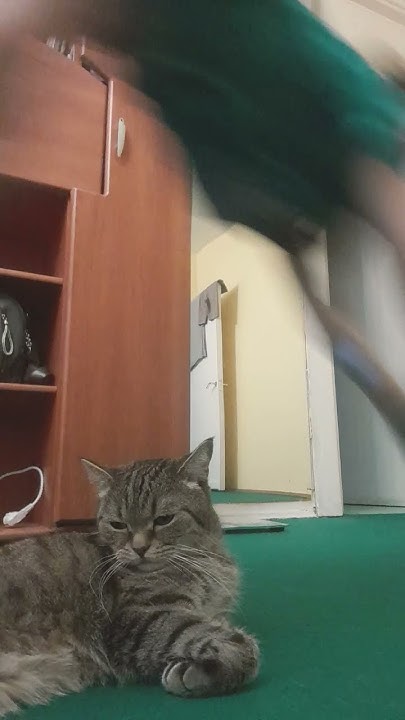 #кошка#спорт#квд#квадробика - YouTube