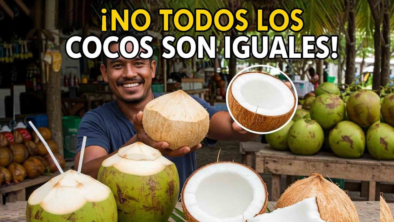 ¿Sabías que existen diferentes tipos de coco? Un vendedor experto ...