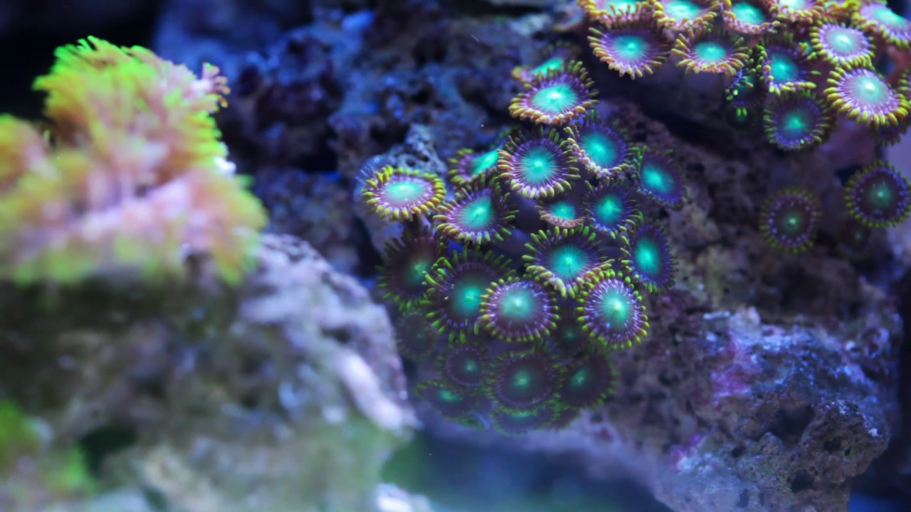 Macro Shots of my Reef - YouTube