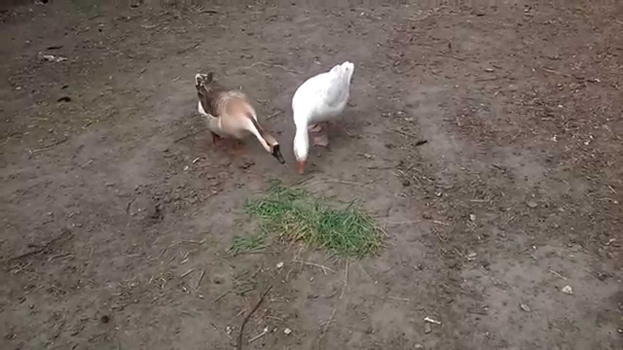 GĘŚI GĄSKI GĘŚ GARBONOSA BIAŁA - YouTube