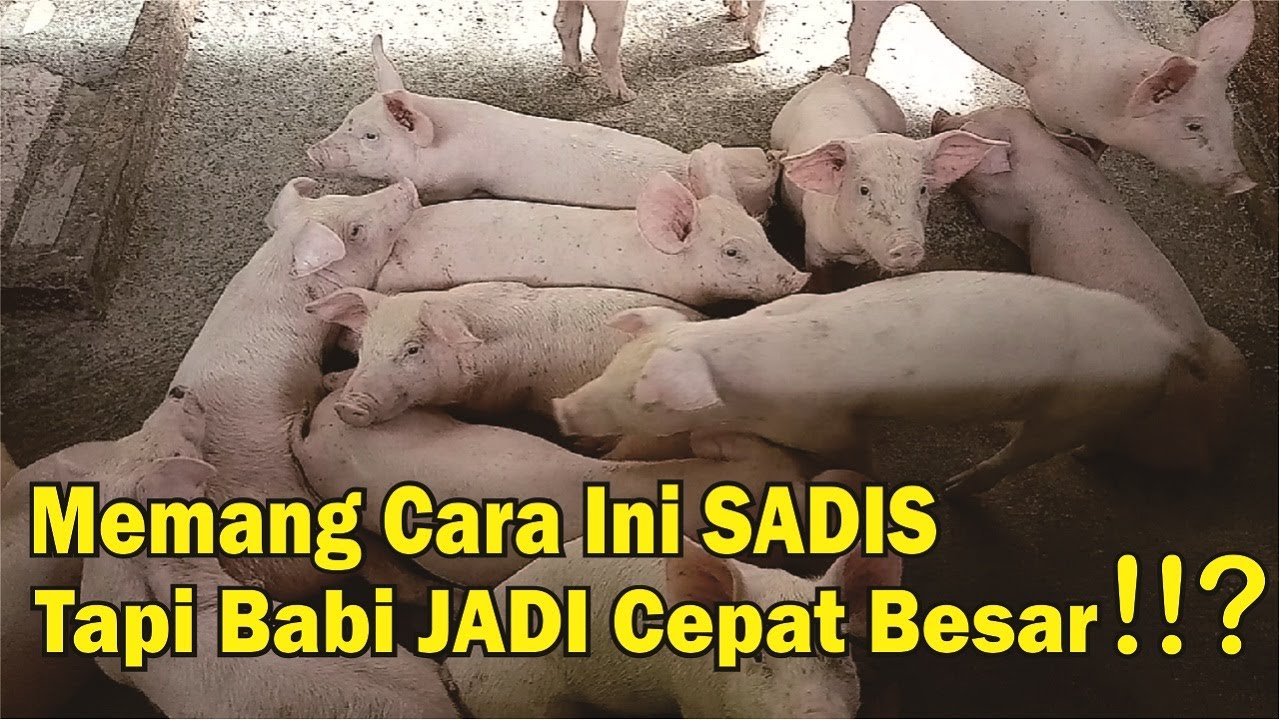 Cara Merawat Babi Biar Cepat Besar - Makanan Babi Biar Cepat Gemuk ...
