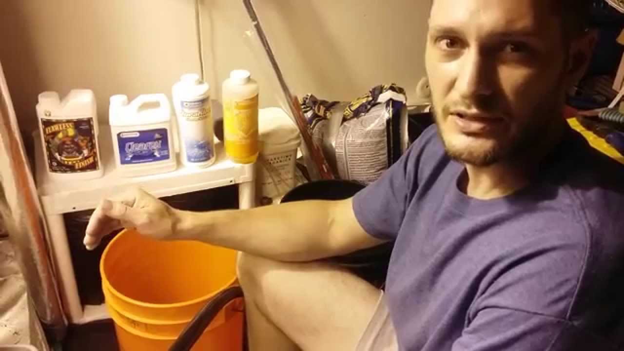 How To Flush Marijuana Plants - YouTube