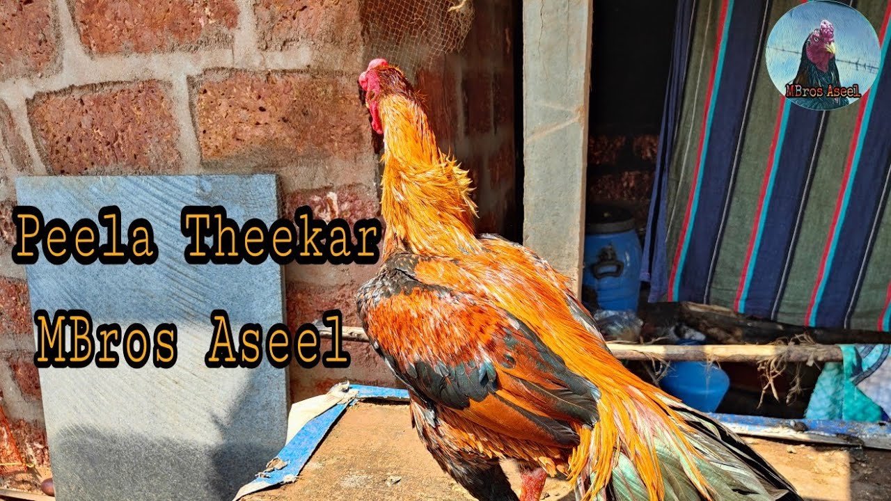 Peela Theekar||MBros Aseel. - YouTube