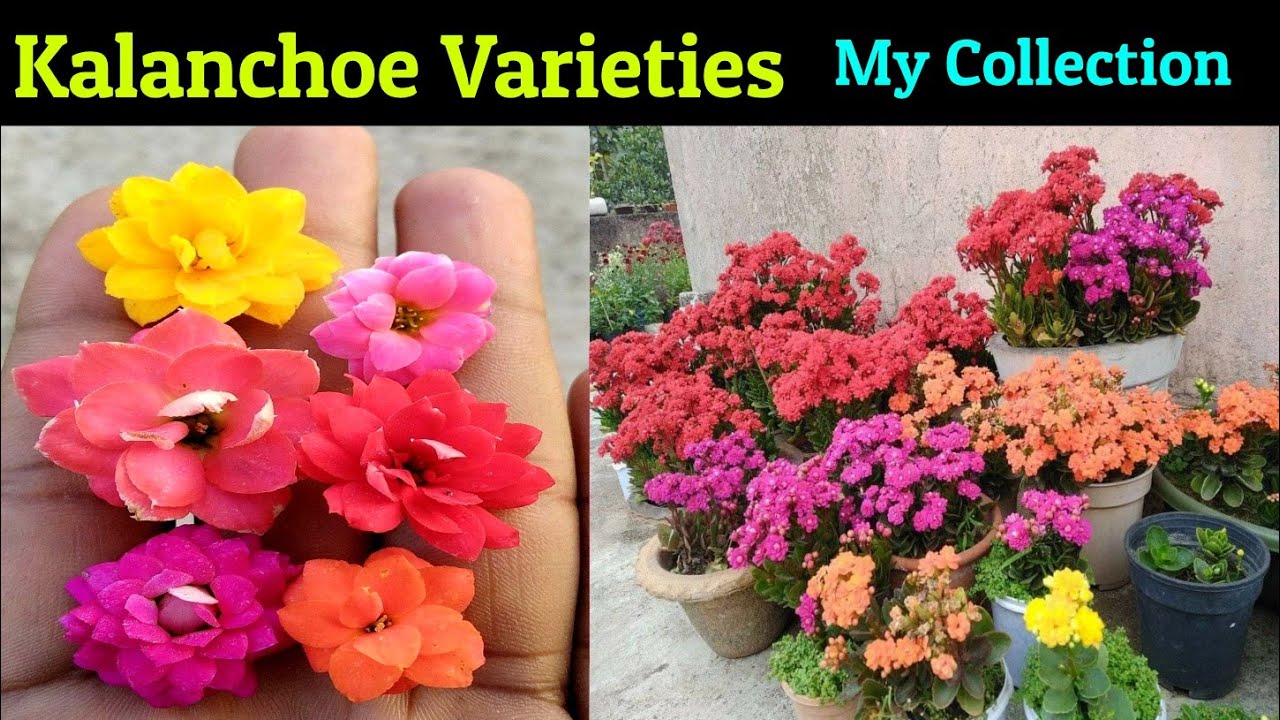 Kalanchoe Varieties, Red, Yellow, Pink, Magenta & Giant, My Collection ...