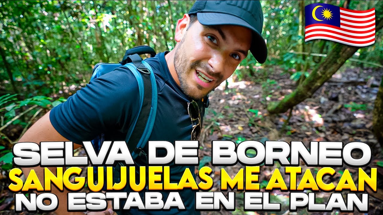 EXPLORANDO la SELVA de BORNEO | ÚNICO HOGAR de ORANGUTANES y MONOS ...
