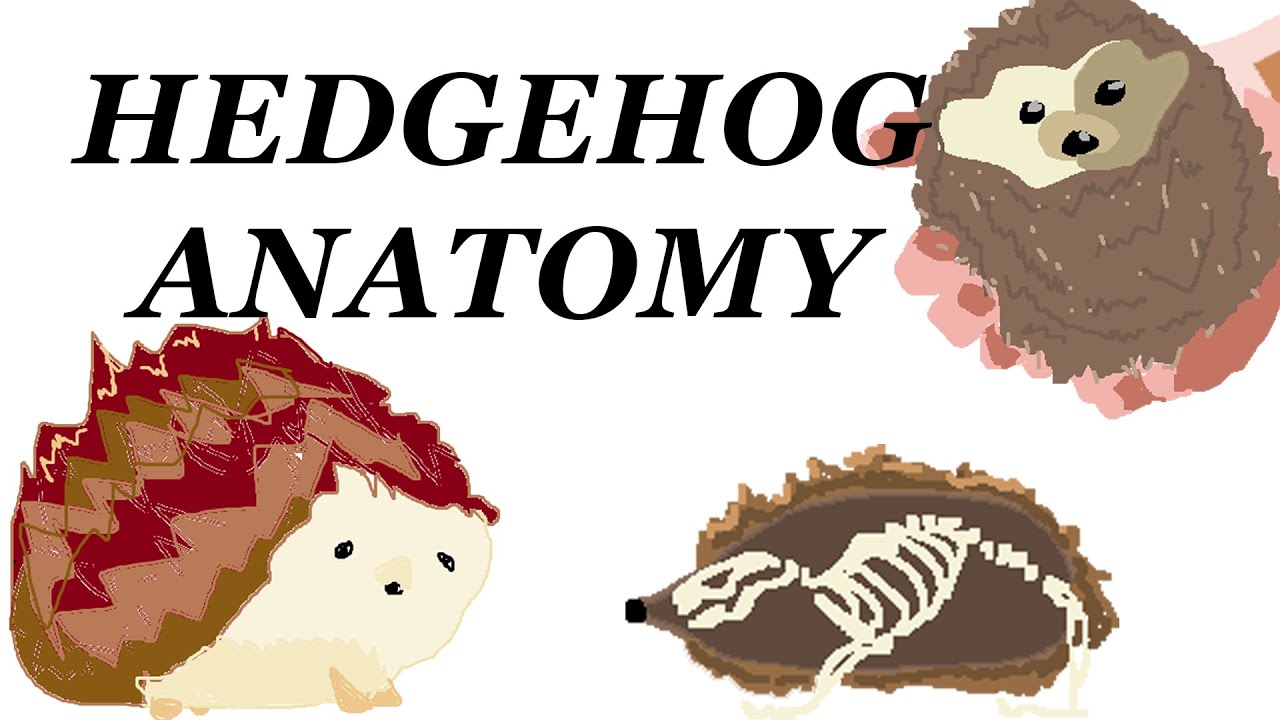 Anatomy of a Hedgehog - YouTube