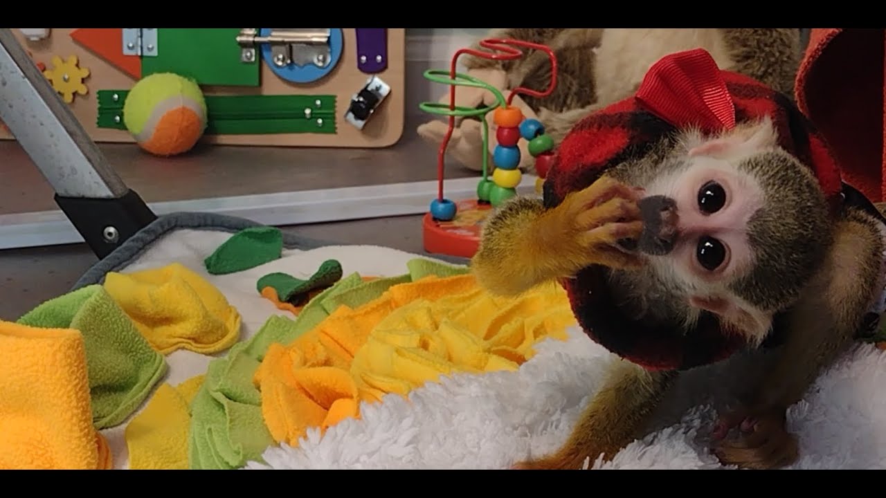 Bonnie & Clyde's Playtime Adventure - YouTube