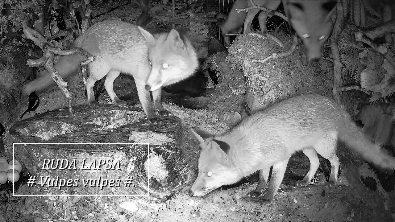 Wild Animals. RUDĀ LAPSA /Vulpes vulpes/. Dabas stūrītis savvaļas ...