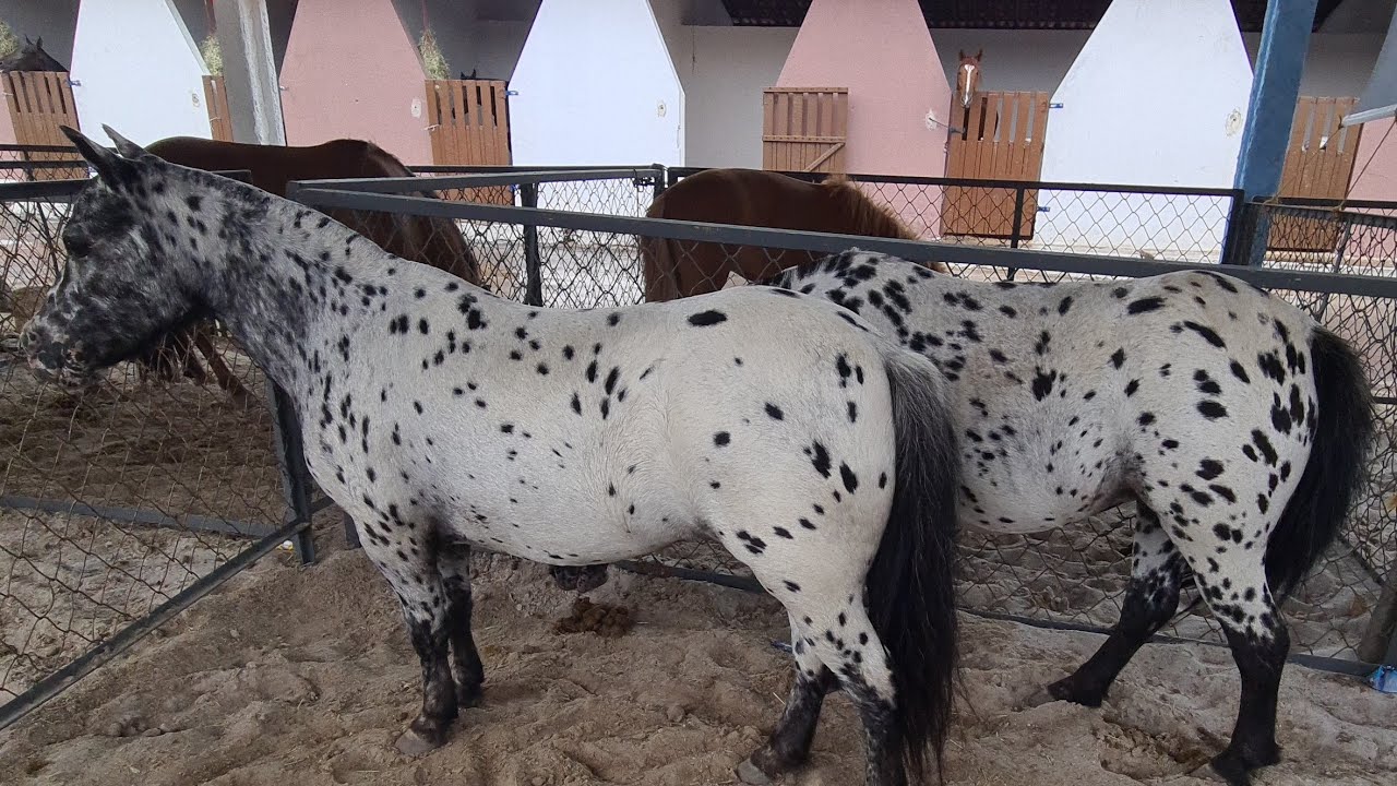 EXPOAGRINHO 2022 MACEIÓ AL - MINI CABRA, MINI BOI, MINI PÔNEI, LHAMA ...
