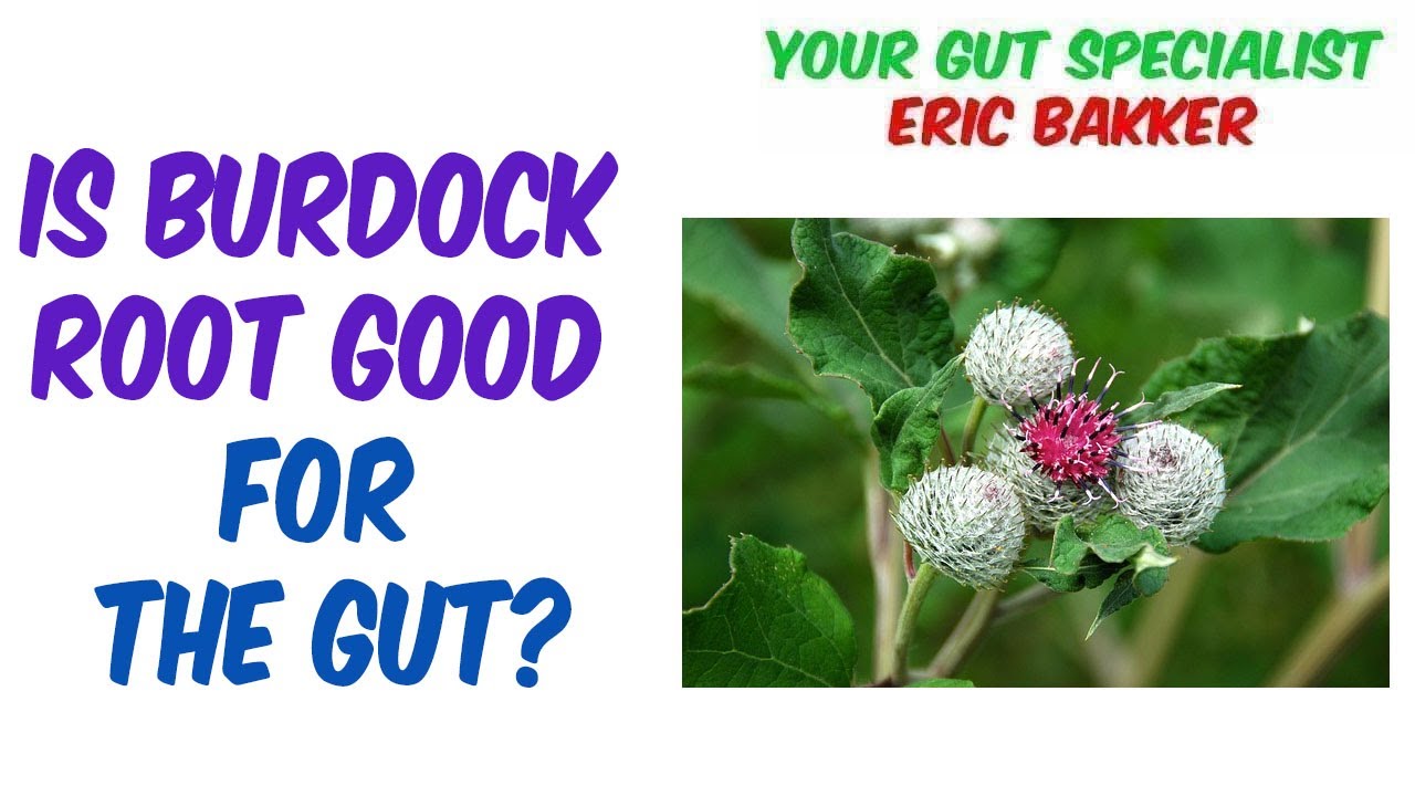 Is Burdock Root Good For The Gut? - YouTube
