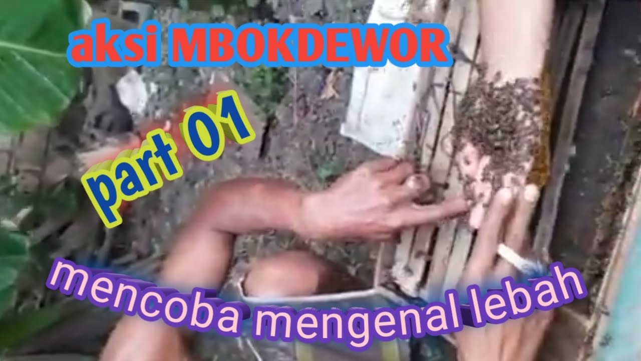 cara memegang lebah ( aksi heroik mbok dewor ) - YouTube