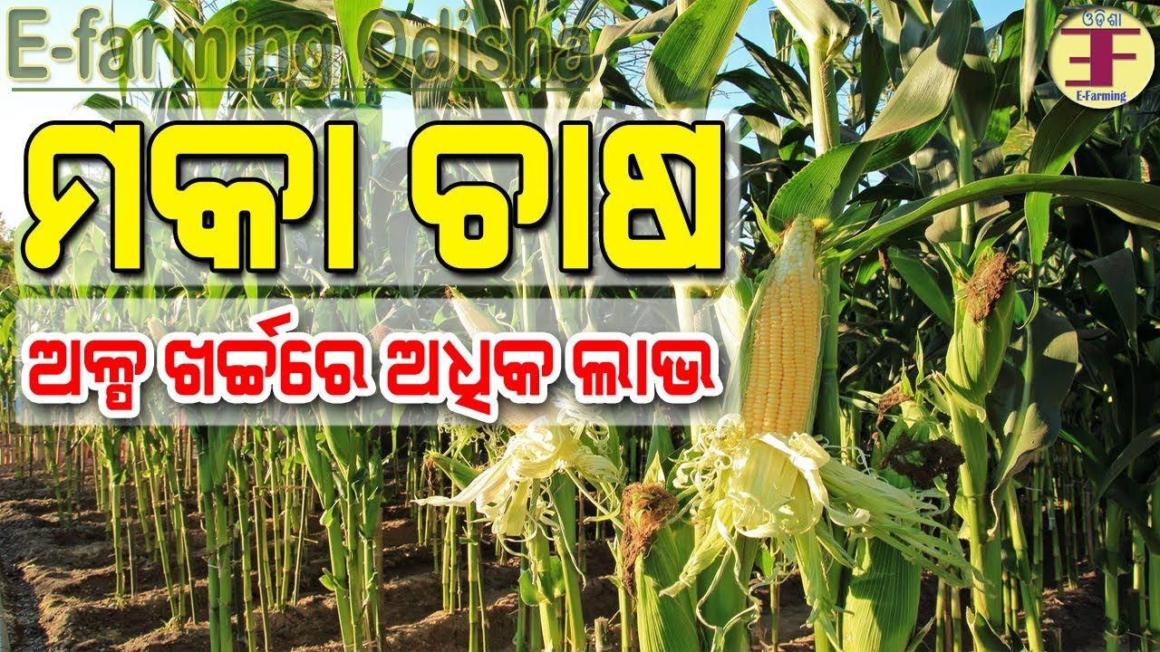 ମକା ଚାଷରେ ଲାଭ ନା କ୍ଷତି (Maize farming in odisha) Corn farming. - YouTube