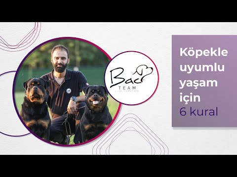 Köpekle Mükemmel Bir İlişki İçin 6 Kural -  Berker Arslan ile Köpek Eğitimi