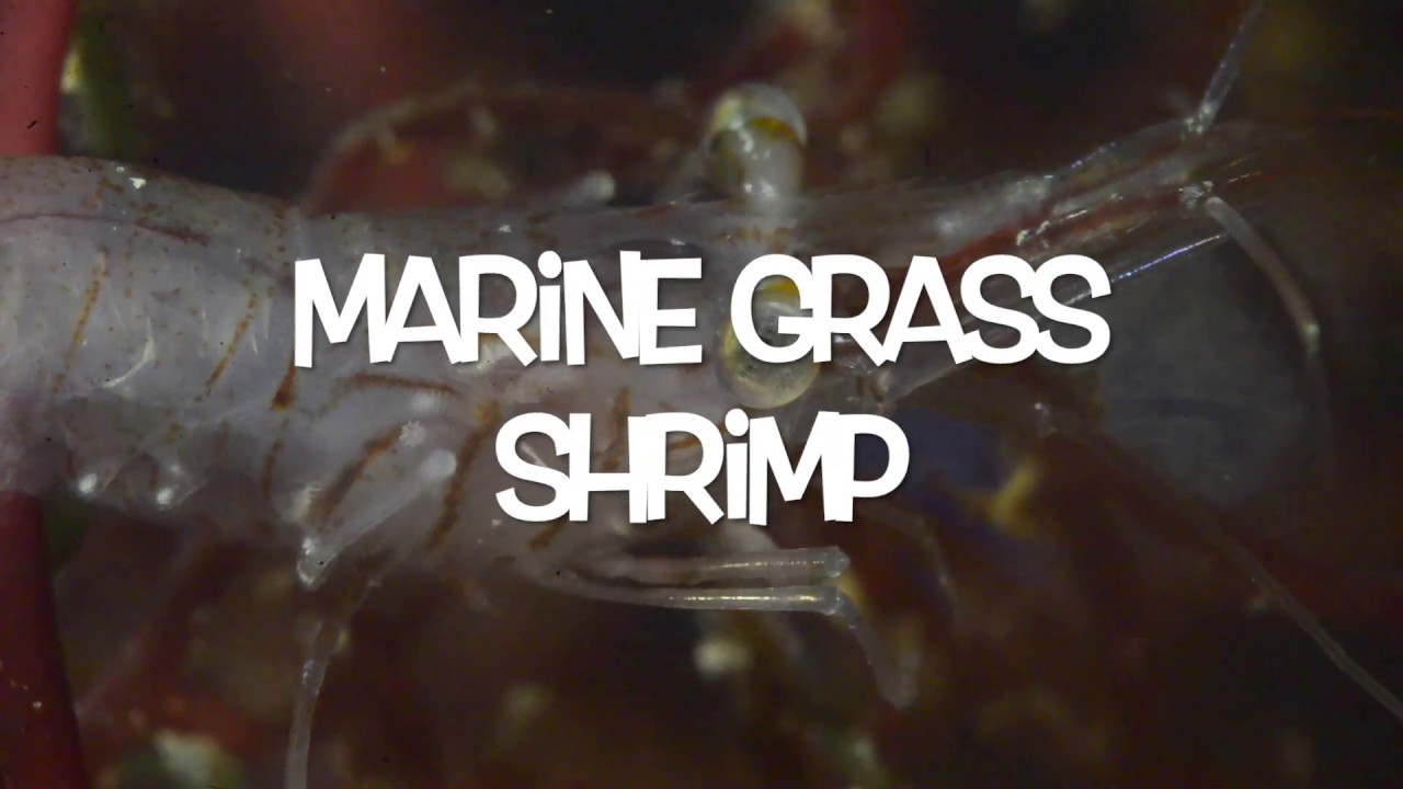 Close Up of a Marine Grass Shrimp - YouTube
