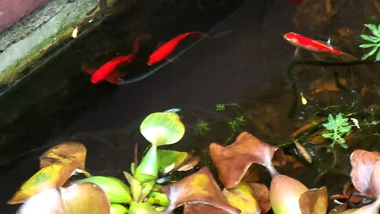 Les poissons rouges dans le bassin le 27 octobre 2012 - YouTube
