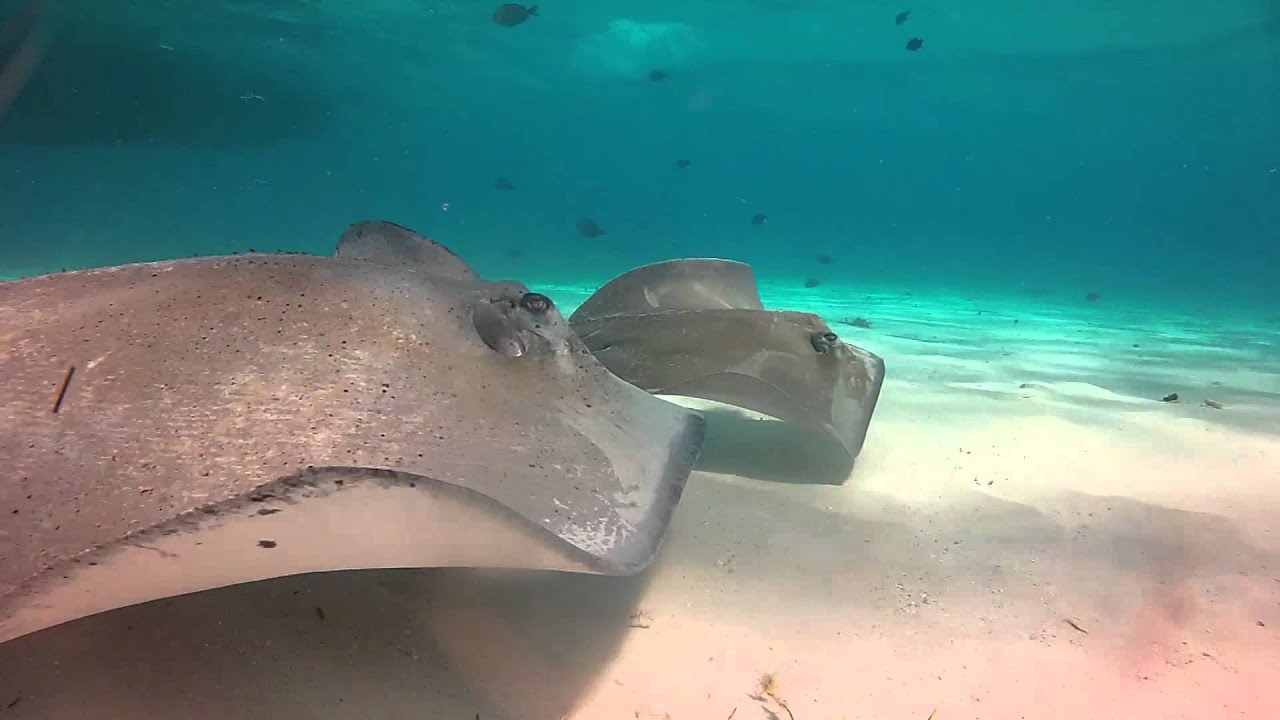 Sting Ray in Grand Cayman Islands - YouTube