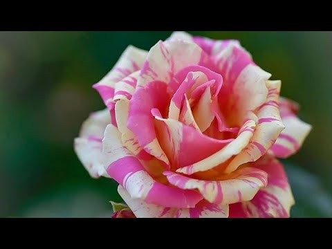 Allah Korkusundan Yaşaran Gözler -Hiç Böyle Ağladınız mı