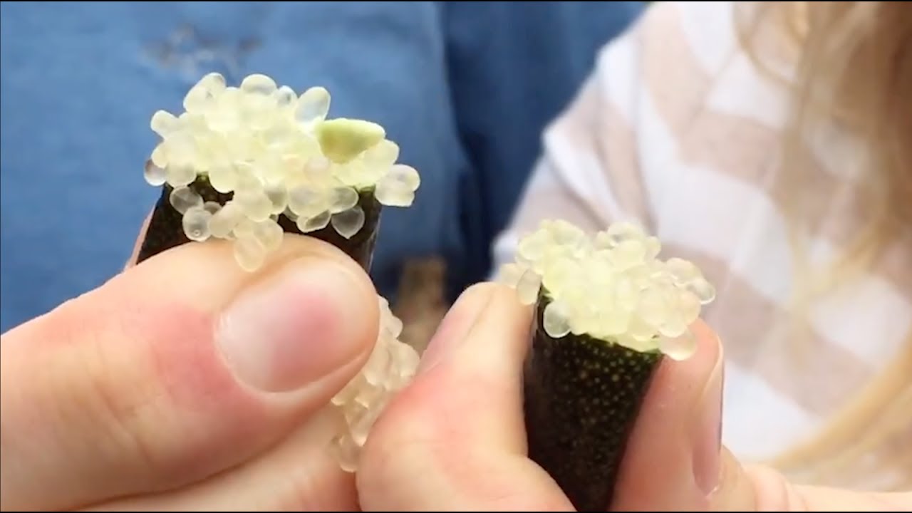 The caviar of citrus - YouTube