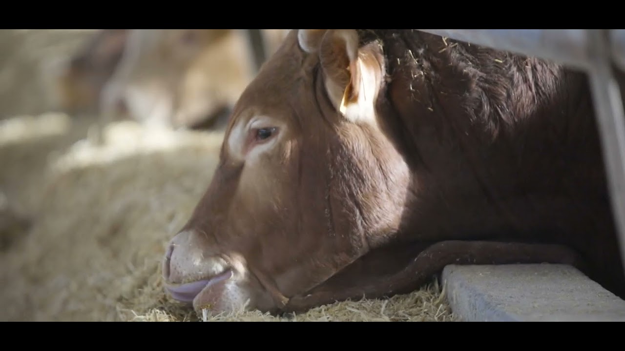 El bienestar animal tiene nombre de mujer: Ruth Harrison (cuña) - YouTube