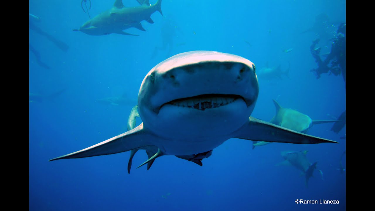 Shark human encounters reveal the true docile and friendly nature of ...