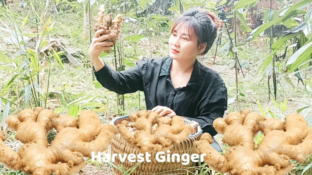 Harvesting Ginger Goes to market sell - Cooking - Peaceful life | Tam ...
