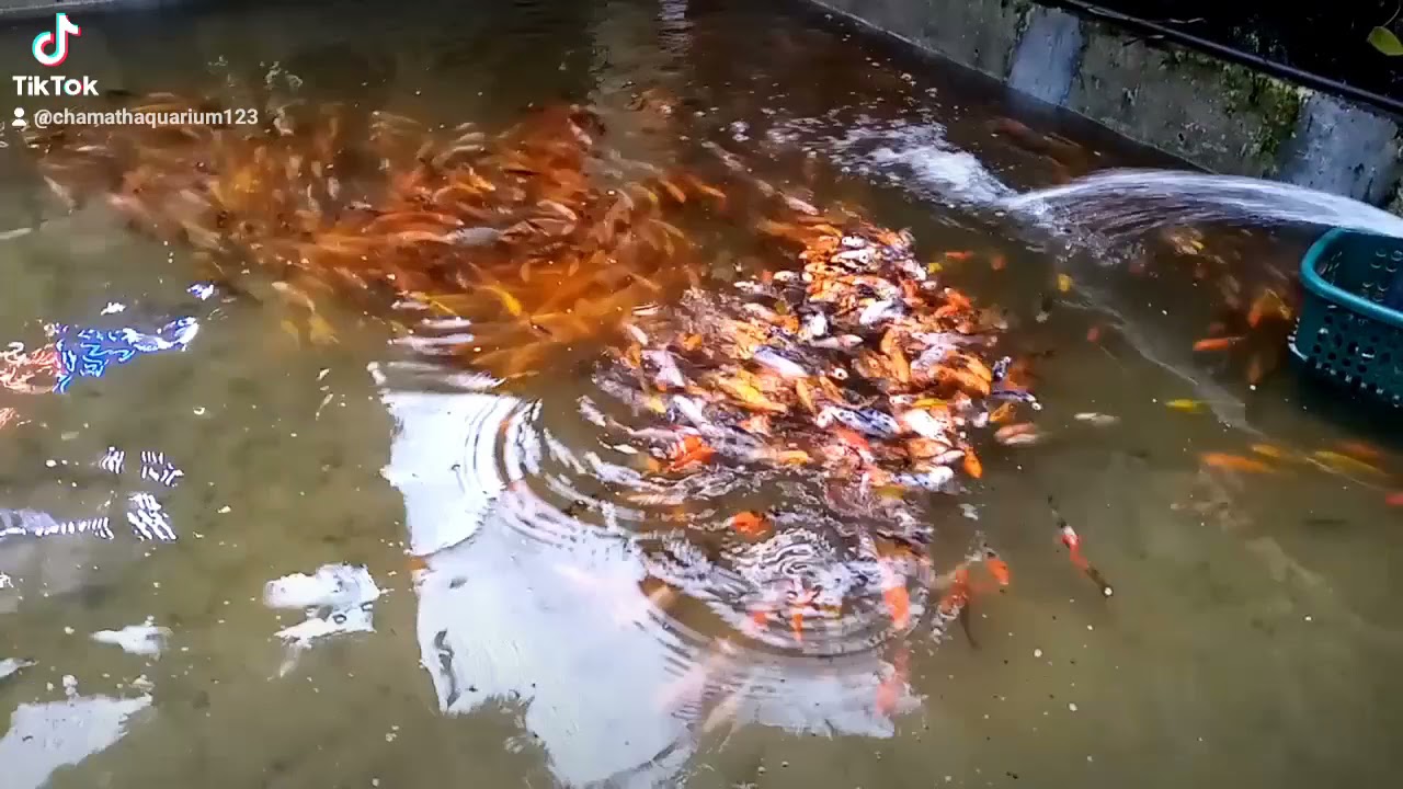 Carf Fish /Matale /Chamath Aquarium /විසිතුරු මසුන්. - YouTube