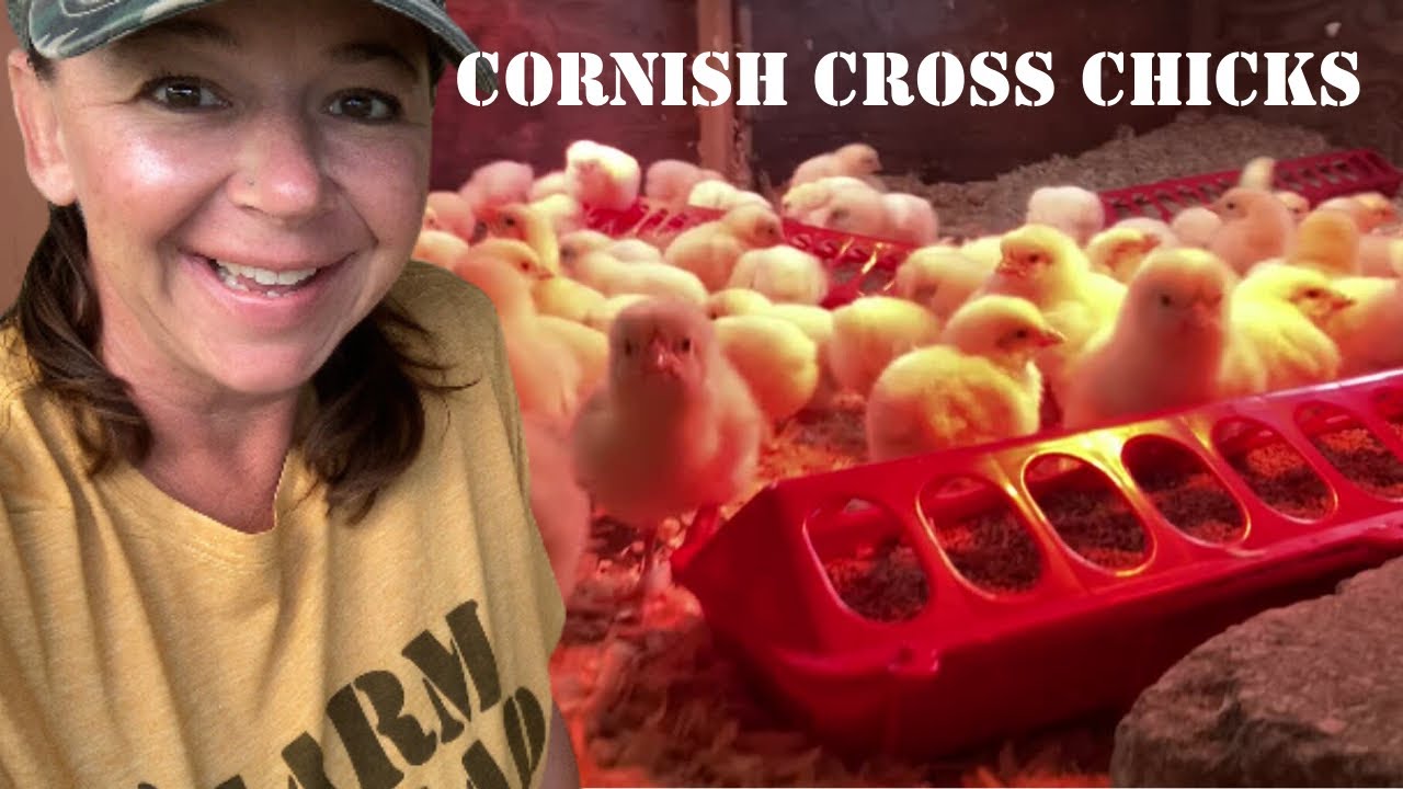 Meat Chickens for Beginners ~ Broiler Chicken Unboxing - YouTube