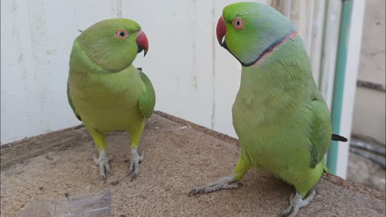 The Best Talking Ringneck Parrot - YouTube
