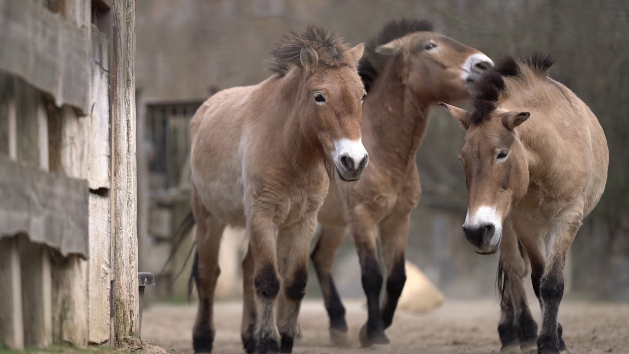 Przewalski horse,Zoo Leipzig 4k,mongolian wild horse.zoo animals ...