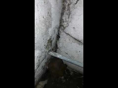 Whistling sound of Insect. - YouTube