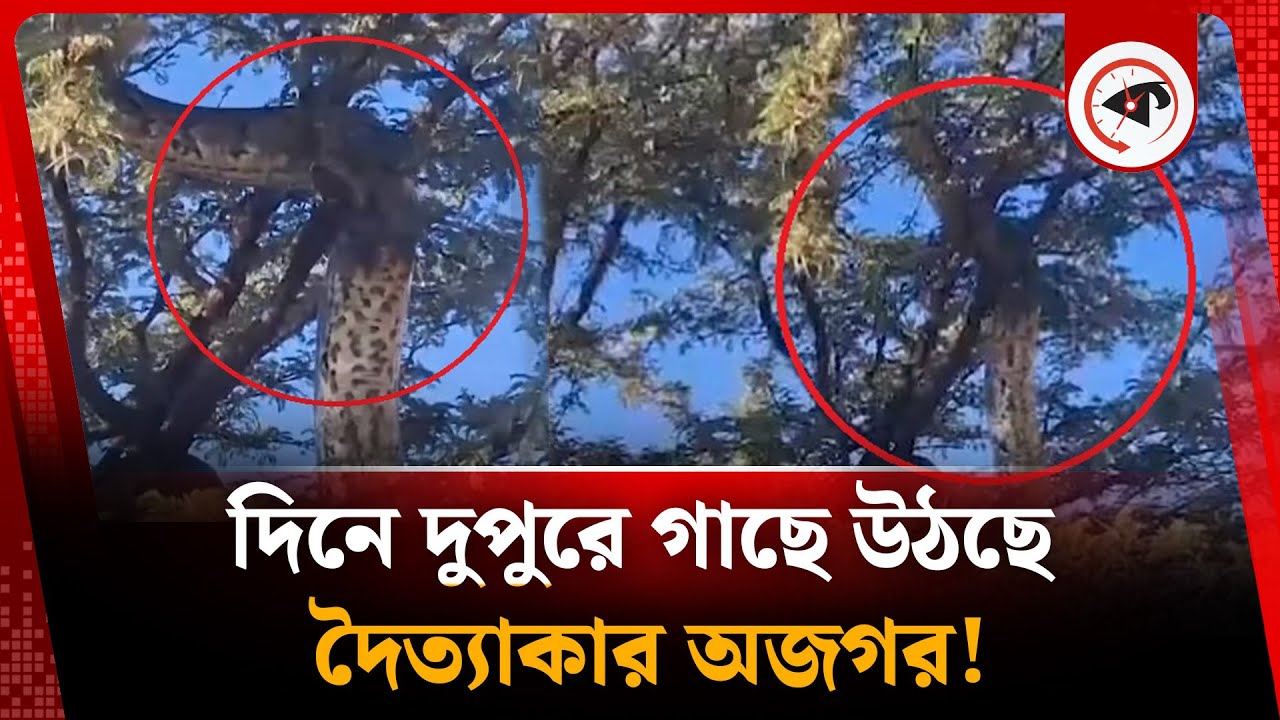 দিনে দুপুরে গাছে উঠছে দৈত্যাকার অজগর, বিস্মিত নেটিজেনরা | Python Snake | Viral Video | Kalbela ...
