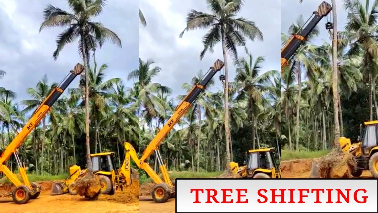 Amazing skills ತೆಂಗಿನ ಮರ ಸ್ಥಳಾಂತರ ಮಾಡೊದು ನೋಡಿ |Tree shifting |tree ...