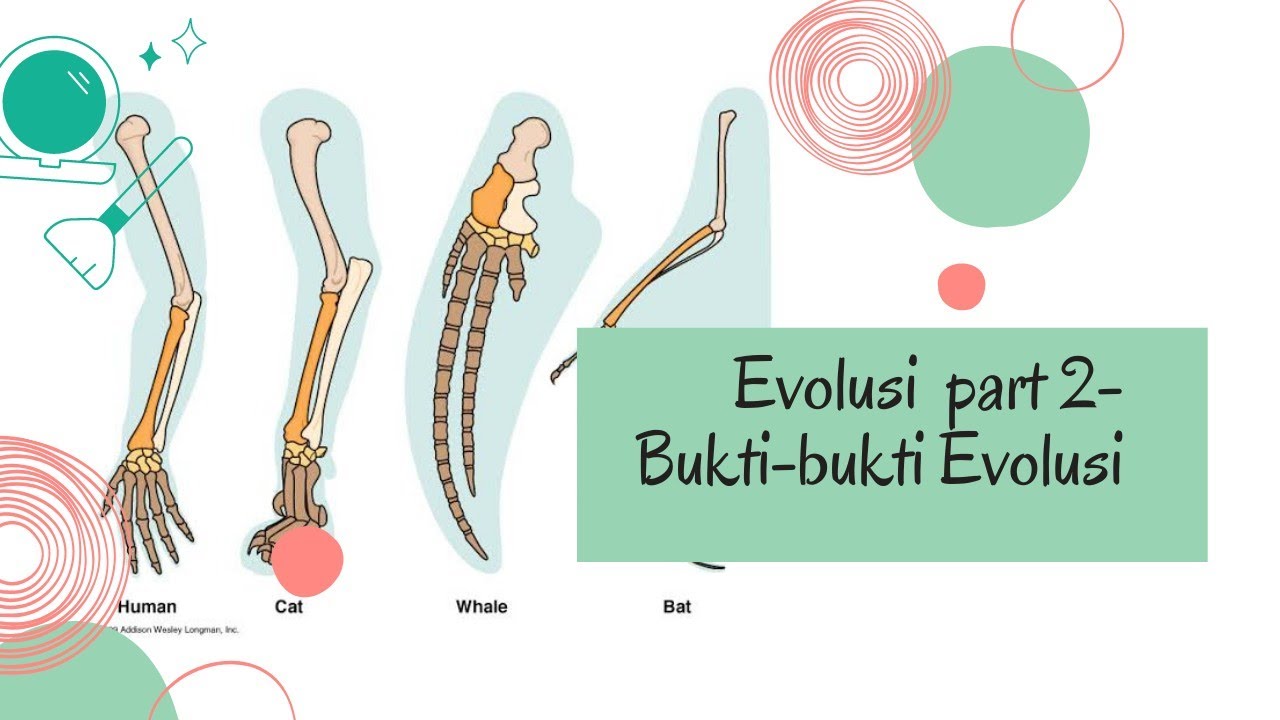 EVOLUSI PART 2 || KONSEP DAN BUKTI BUKTI EVOLUSI biologi kelas 12 sma # ...
