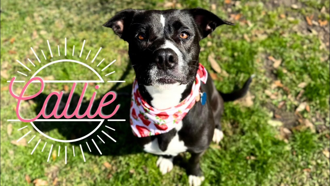 Meet Callie Calypso, the popsicle loving cutie! - YouTube