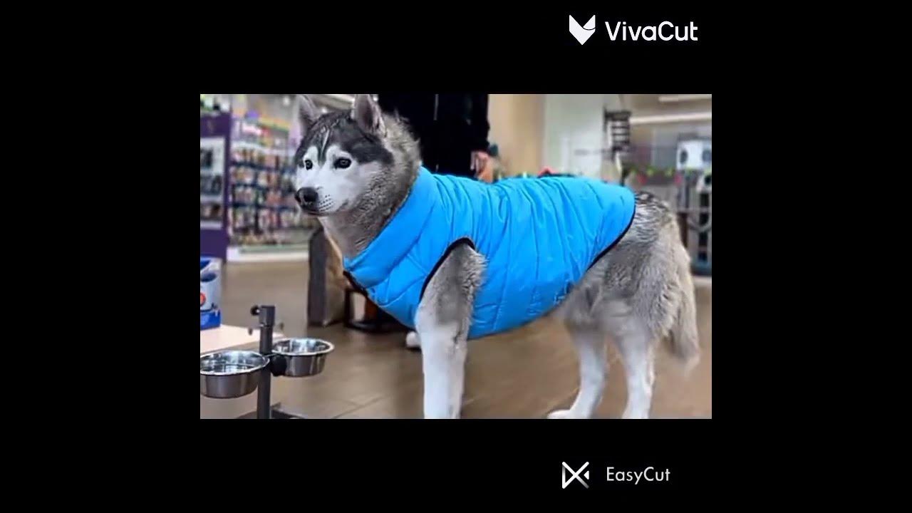 хасмут - YouTube