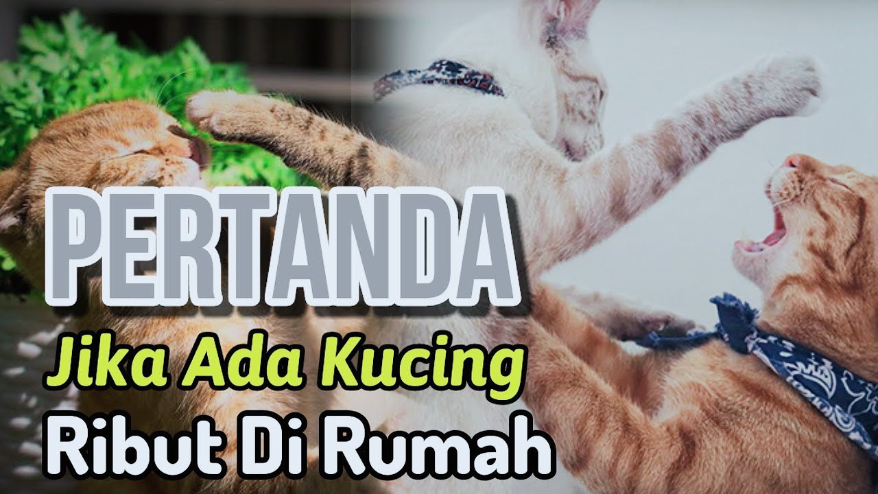 HATI HATI JANGAN SAMPAI MEMBUNUHNYA...!! INILAH PERTANDA KUCING ...