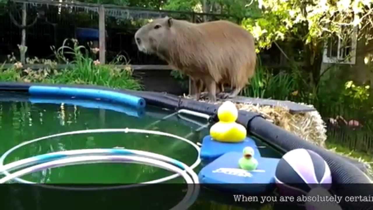 Capybara Training: Swimming 101 - YouTube