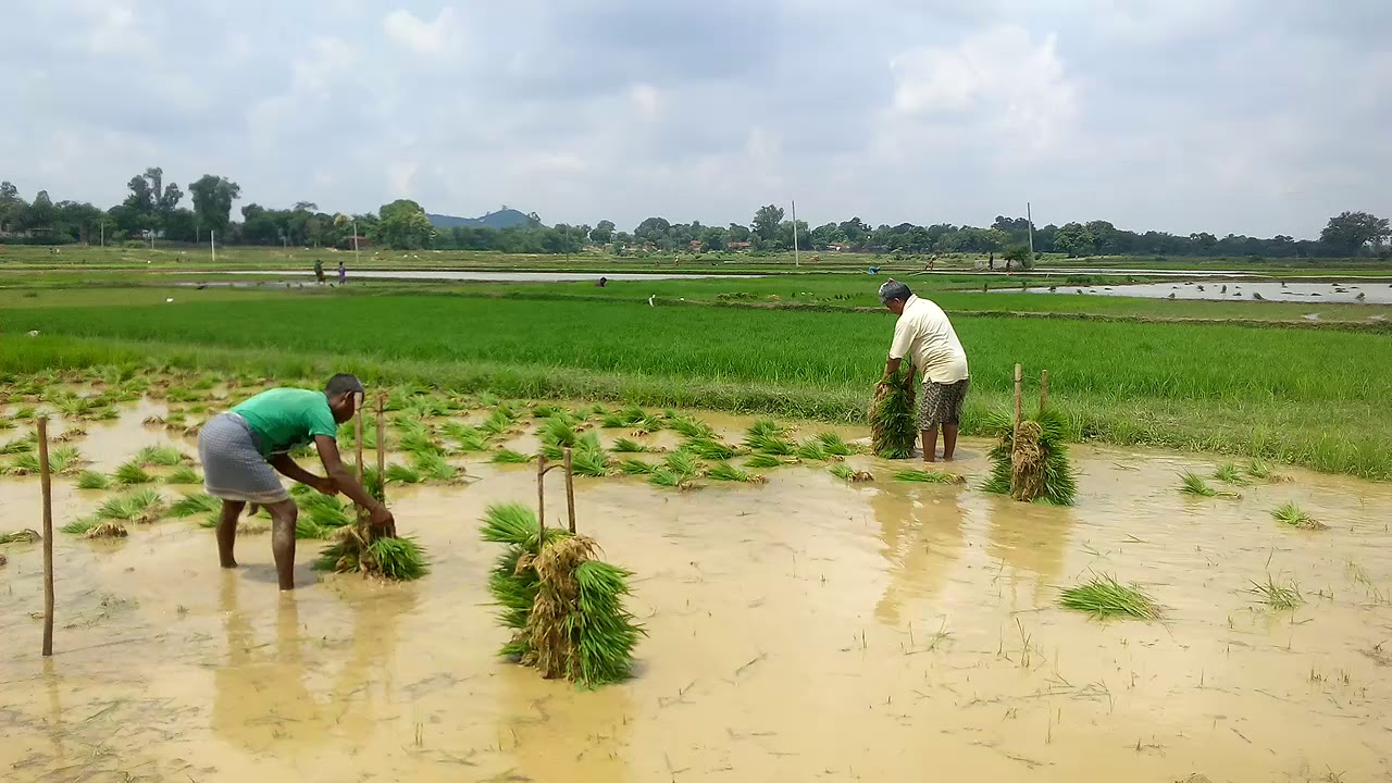 paddy farming - YouTube