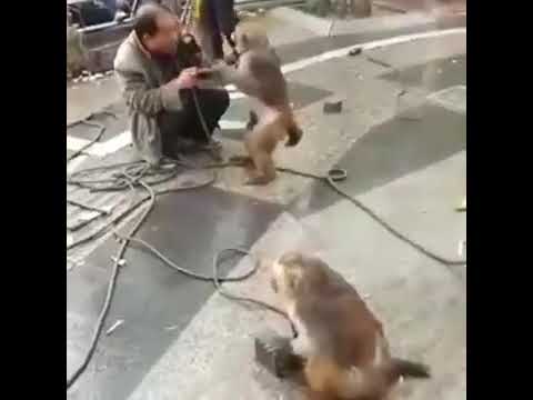 Meymunun insanla oynamasi